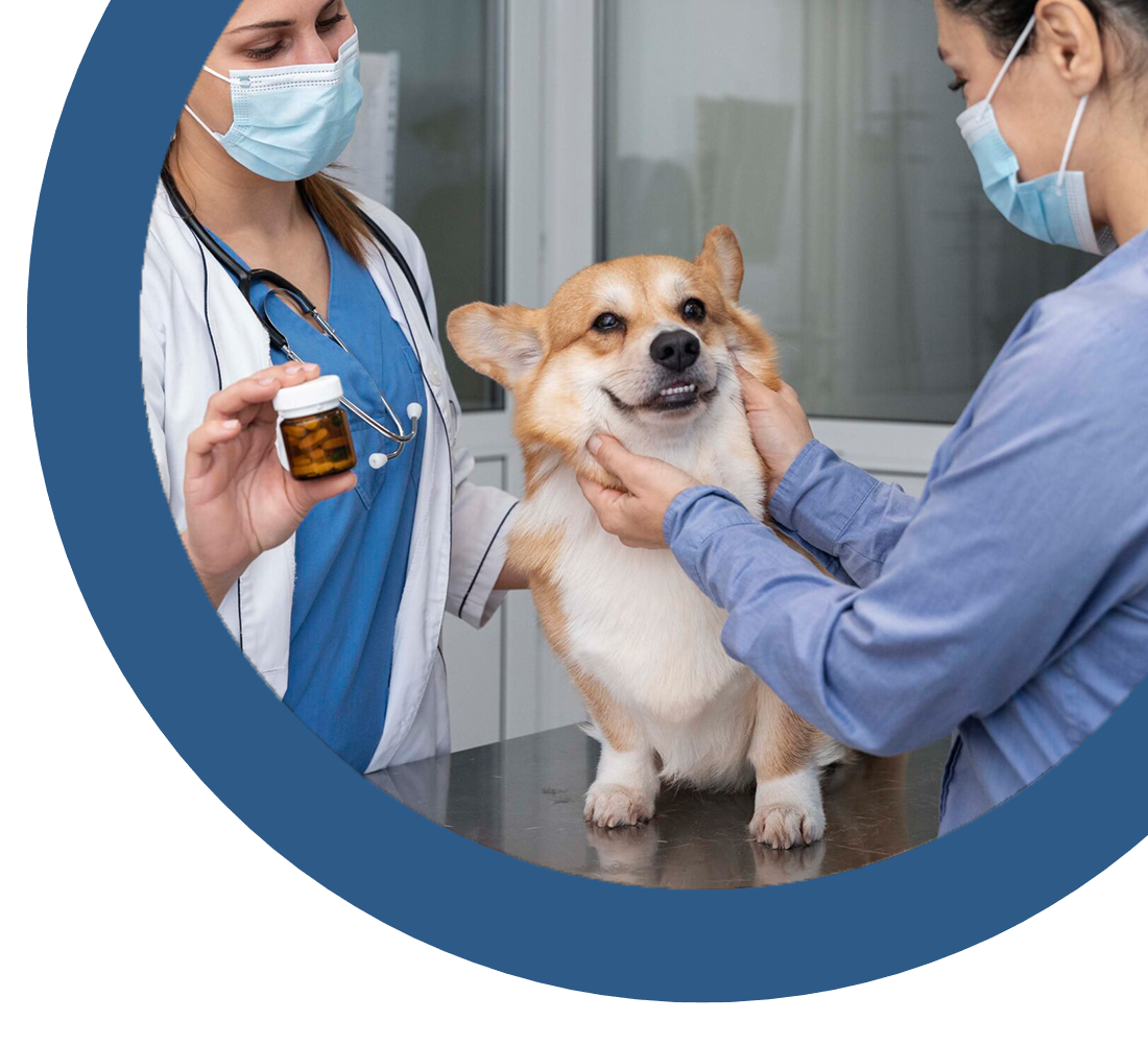 Veterinary Appointment In Sydney, NSW 2117 | Dundas Veterinary Hospital